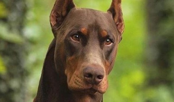 14 Cool Facts You Didn’t Know About the Doberman - PetPress