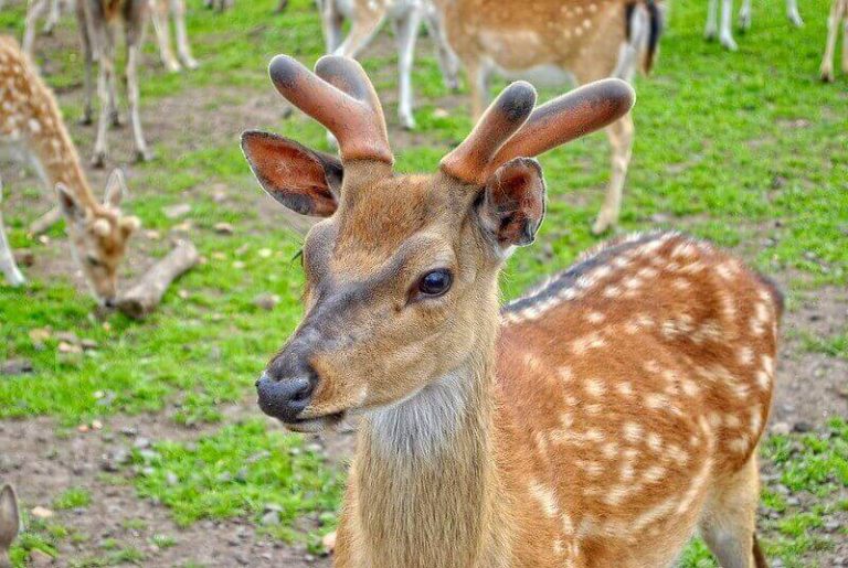 Deer Names - Over 250 Great Ideas For Naming Your Deer (2021)