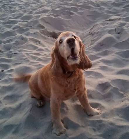 Top 75 Popular Marine Dog Names - PetPress