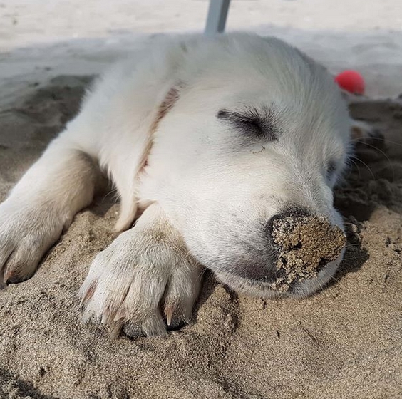 Top 75 Popular Marine Dog Names - PetPress