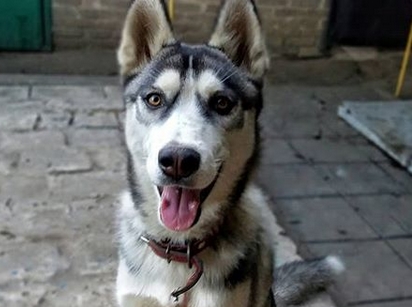 The 50 Good Routine Dog Names - PetPress