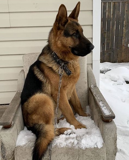 Top 65 Ranch Dog Names - PetPress