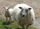 Sheep Names: 300 Most Famous and Cute Names For Sheep