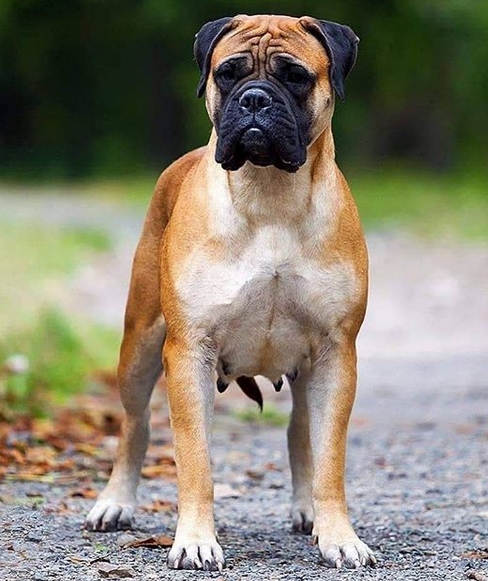 115 Female Dog Names for Guard Breeds | PetPress