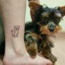15 Of The Best Yorkshire Terrier Tattoo Ideas Ever - PetPress