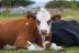 Top 80 Most Punny and Funny Cow Names | PetPress