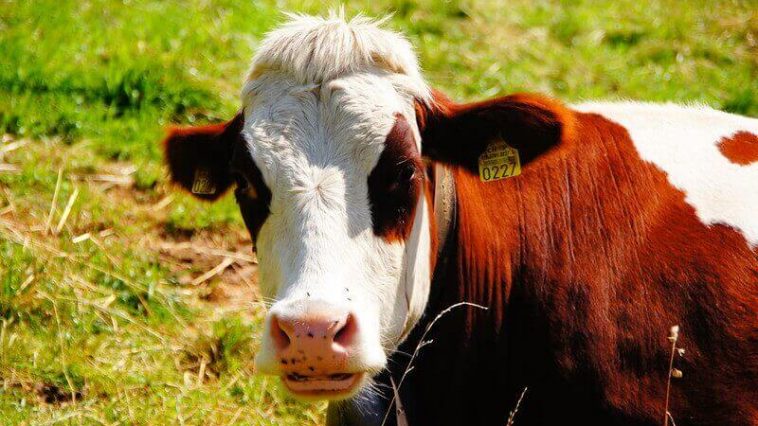 White Cow Names - 60+ Best Cow Names For White Cows