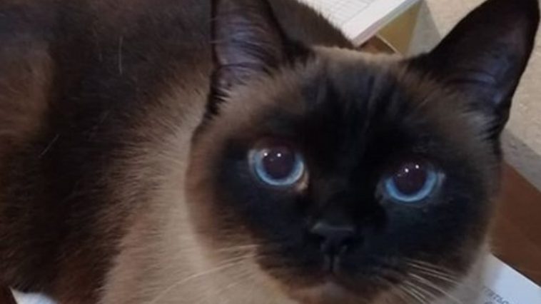 15 Funny Siamese Cats To Brighten Up Your Day - PetPress