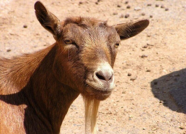 Goat Names: The 500 Most Popular Names for Goats