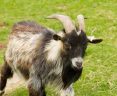 Goat Names: The 500 Most Popular Names for Goats