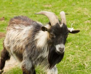 Goat Names: The 500 Most Popular Names for Goats