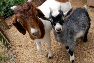 Goat Names: The 500 Most Popular Names for Goats