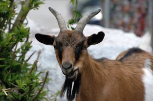Goat Names: The 500 Most Popular Names for Goats | PetPress