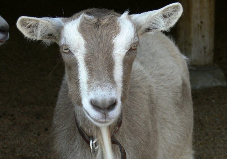 Cute Goat Names – Over 400 Adorable Names To Give a Goat
