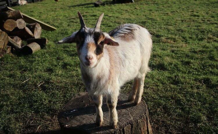 Best Goat Names For Naming A Goat - PetPress