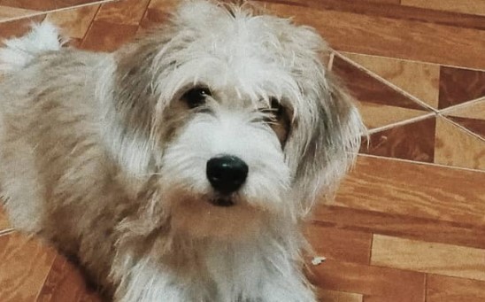 25 Lhasa Apso Mix Breeds – The Popular and Adorable Hybrid Dogs | PetPress