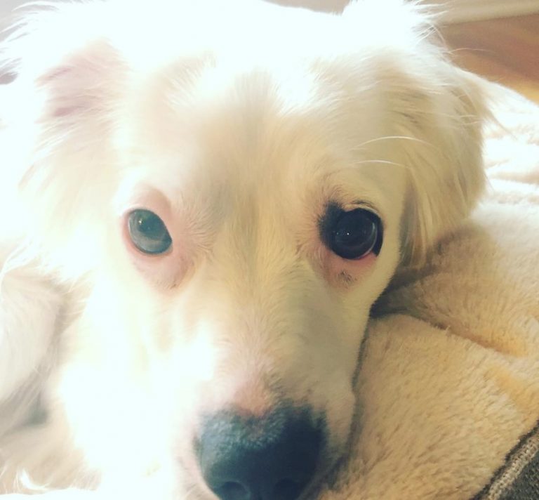 16 Coton de Tulear Mix Breeds – The Popular and Adorable Hybrid Dogs ...