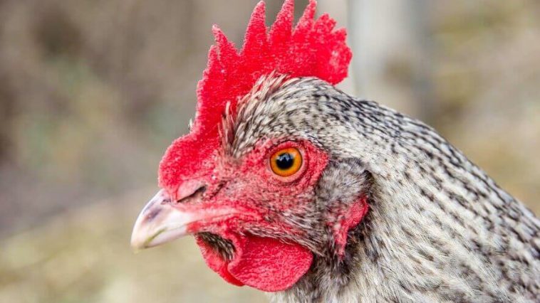 90+ Disney Chicken Names: Names Inspired by Disney Characters