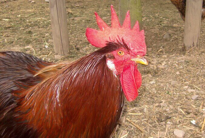 Chicken Names: The 700 Most Popular Names for Chickens | PetPress
