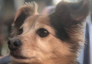 25 Shetland Sheepdog Mix Breeds – The Popular and Adorable Hybrid Dogs ...