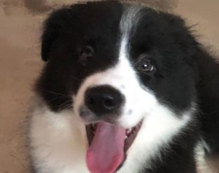 25 Shetland Sheepdog Mix Breeds – The Popular and Adorable Hybrid Dogs ...