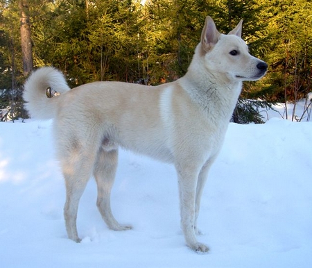 Top 115 Jewish Dog Names with Meanings | PetPress