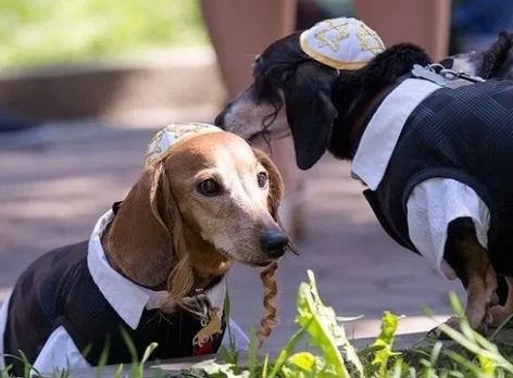Top 115 Jewish Dog Names with Meanings | PetPress