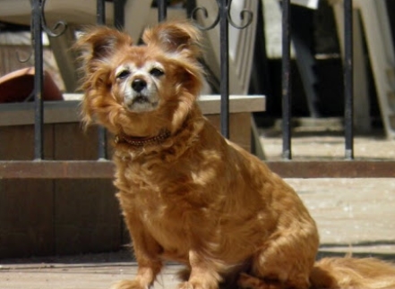 Top 115 Jewish Dog Names with Meanings | PetPress