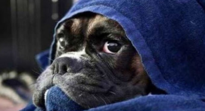 Top 120 Popular Jewish Dog Names - PetPress