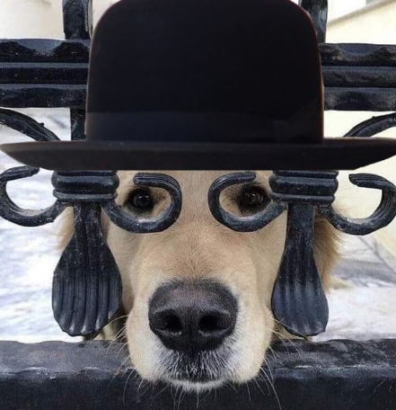 Top 120 Popular Jewish Dog Names - PetPress