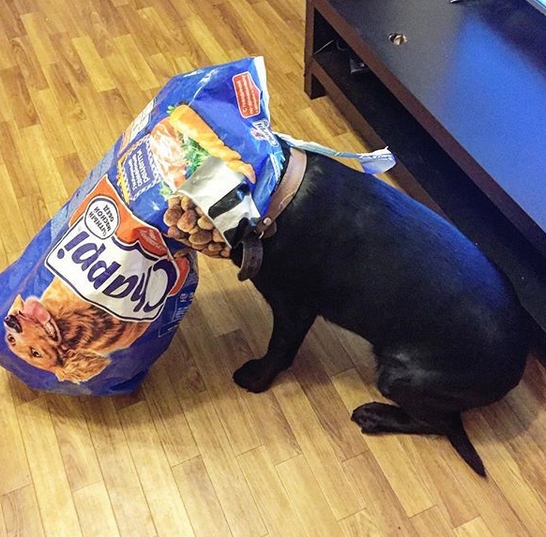 Top 75 Dull Dog Name Ideas | PetPress