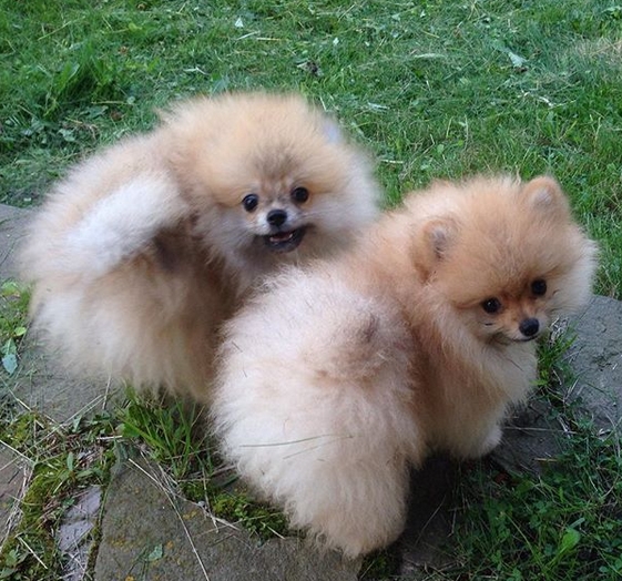 Top 255 Trendy Dog Names for Female Dogs - PetPress