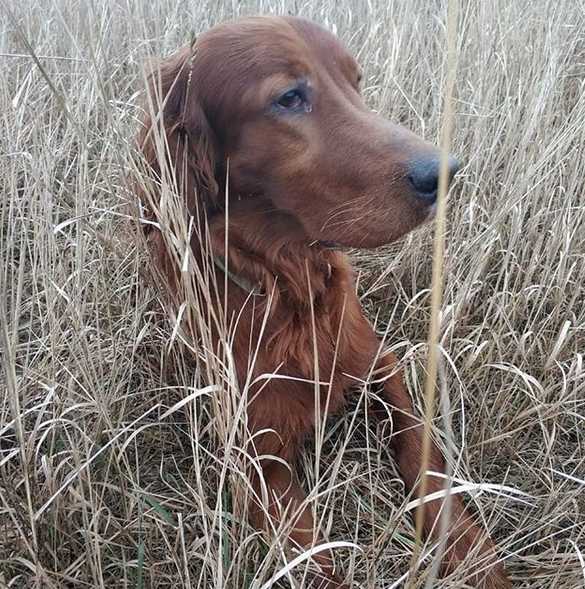 155 Perfect Dog Name Ideas for Pheasant Hunting Breeds - PetPress