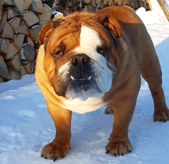 Top 200 Old Fashioned Dog Names for Female Dogs | PetPress