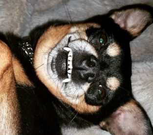 36 Miniature Pinscher Mix Breeds – The Popular and Adorable Hybrid Dogs ...