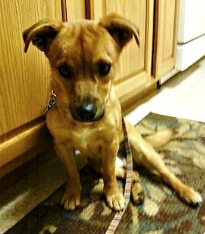 36 Miniature Pinscher Mix Breeds – The Popular and Adorable Hybrid Dogs ...