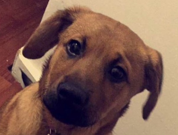 36 Miniature Pinscher Mix Breeds – The Popular and Adorable Hybrid Dogs ...