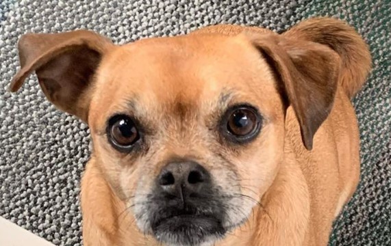 36 Miniature Pinscher Mix Breeds – The Popular and Adorable Hybrid Dogs ...