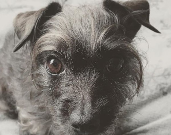 36 Miniature Pinscher Mix Breeds – The Popular and Adorable Hybrid Dogs ...