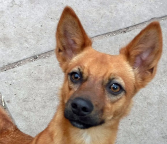 36 Miniature Pinscher Mix Breeds – The Popular and Adorable Hybrid Dogs ...