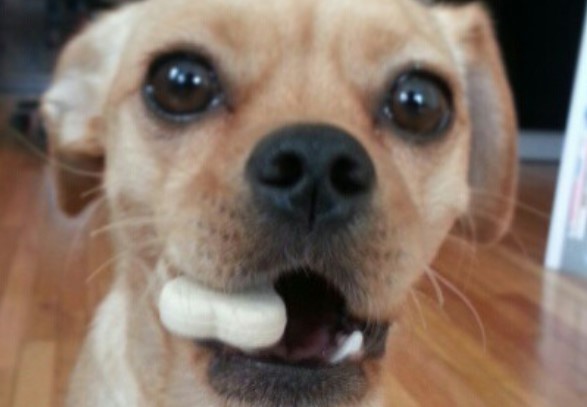 36 Miniature Pinscher Mix Breeds – The Popular and Adorable Hybrid Dogs ...