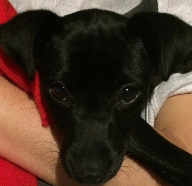 36 Miniature Pinscher Mix Breeds – The Popular and Adorable Hybrid Dogs ...