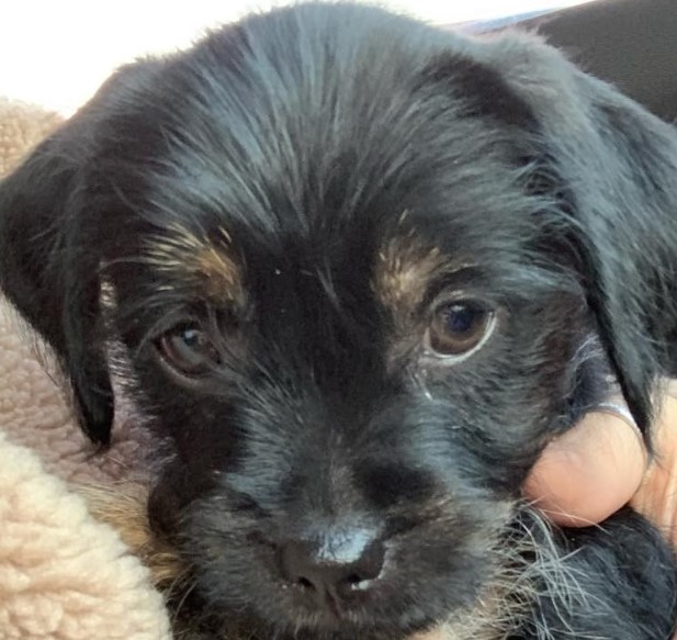 36 Miniature Pinscher Mix Breeds – The Popular and Adorable Hybrid Dogs ...