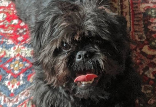 12 Affenpinscher Mix Breeds – The Popular and Adorable Hybrid Dogs ...