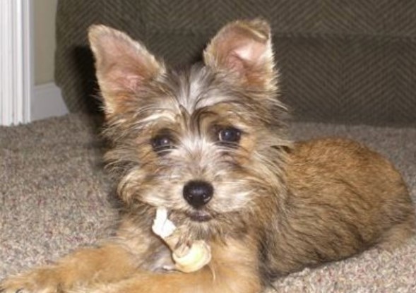 12 Affenpinscher Mix Breeds – The Popular and Adorable Hybrid Dogs ...