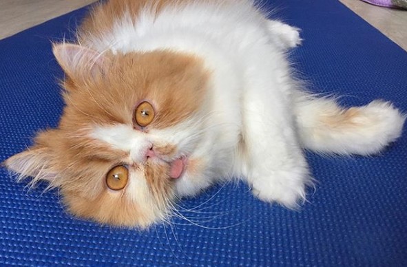 14 Pros And Cons Of Persian Cats | Page 2 of 3 | PetPress