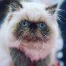 14 Pros And Cons Of Persian Cats | Page 2 of 3 | PetPress