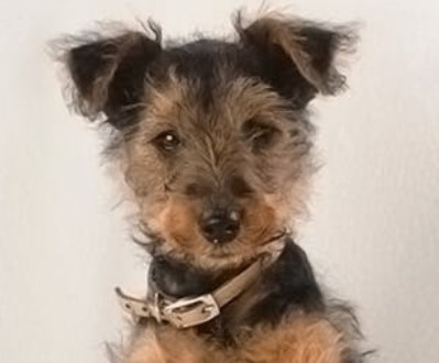 24 Times Toy Fox Terriers Mixed With Other Breeds | PetPress