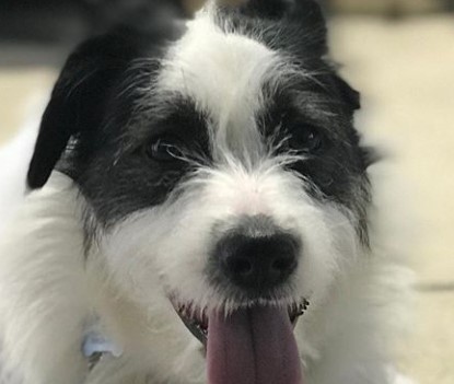 24 Times Toy Fox Terriers Mixed With Other Breeds | PetPress