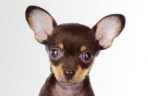 24 Times Toy Fox Terriers Mixed With Other Breeds | PetPress